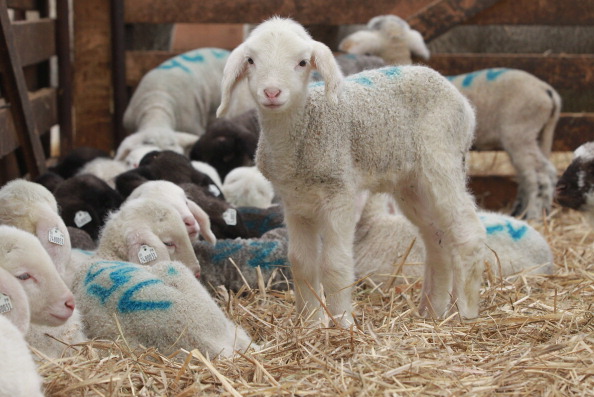 Lamb born as big as a toddler being considered by Guinness World ...
