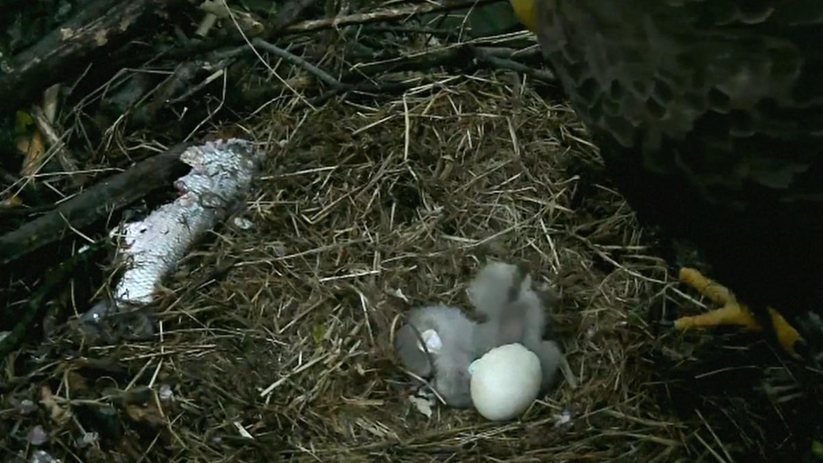 Eagle cam captures second bald eagle hatching on first day of spring in ...