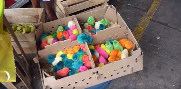 Easter animal abuse: Facebook video shows chicks thrown around in ...