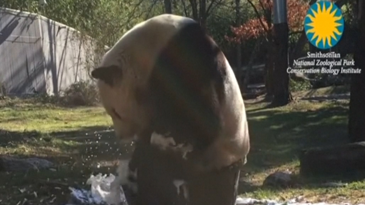 Video: Tian Tian, the giant panda, takes a bubble bath at Smithsonian's ...