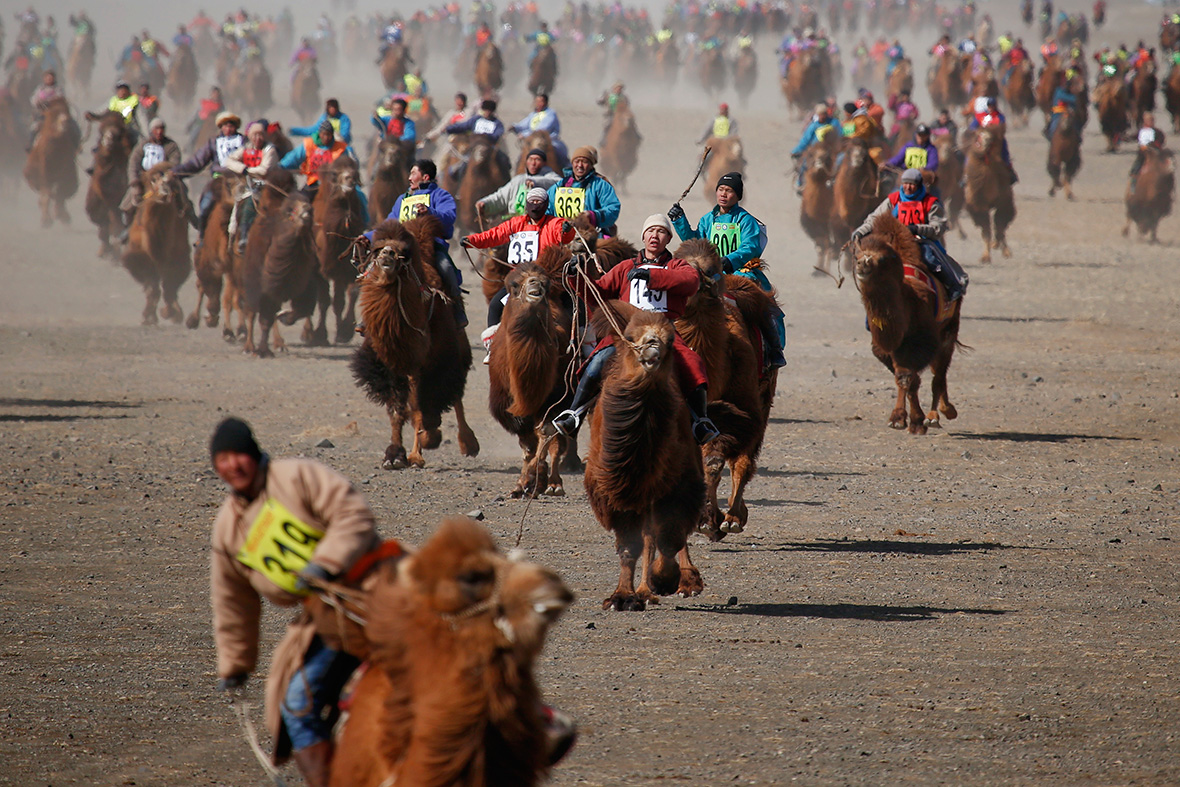 Mongolia camel race: People in traditional costume take part in largest ...