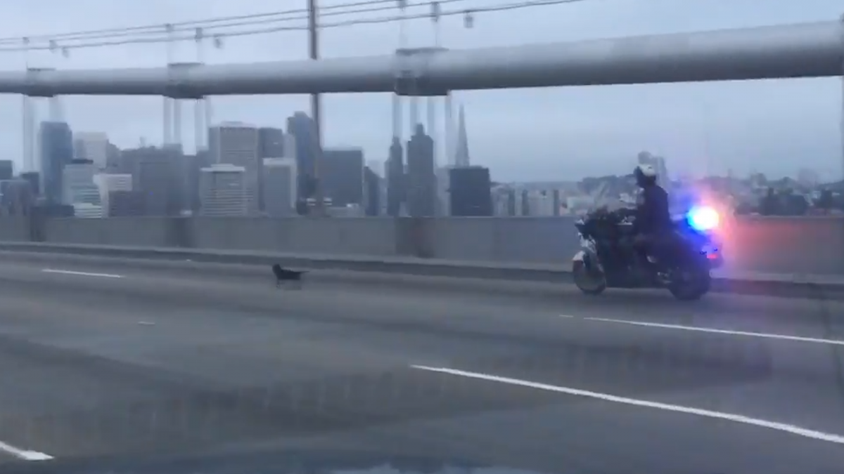 Watch chihuahua lead police on chase across San Francisco Bay Bridge ...