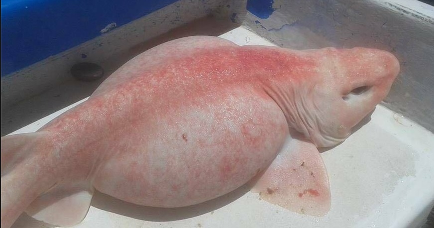 Weird 'alien' sea creature caught in Mexico identified as albino swell ...