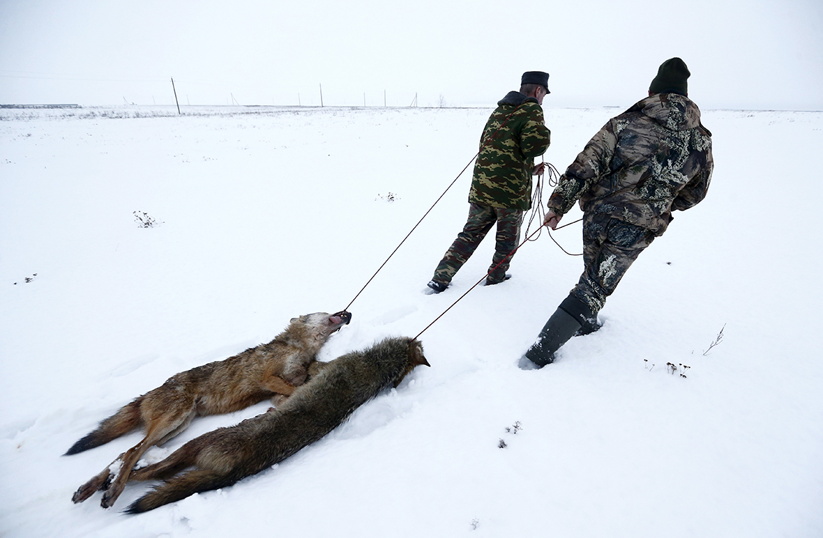 Chernobyl: Wolves, eagles and other wildlife thriving in exclusion zone ...