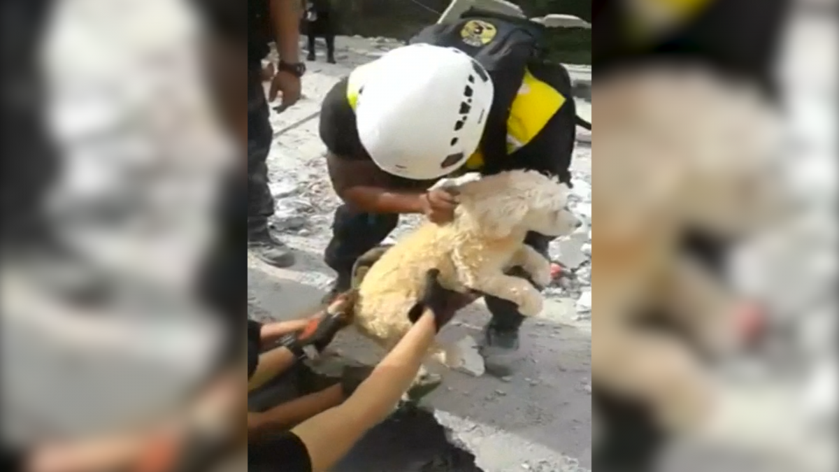 Ecuador earthquake: Watch emergency workers rescue dog from rubble amid ...