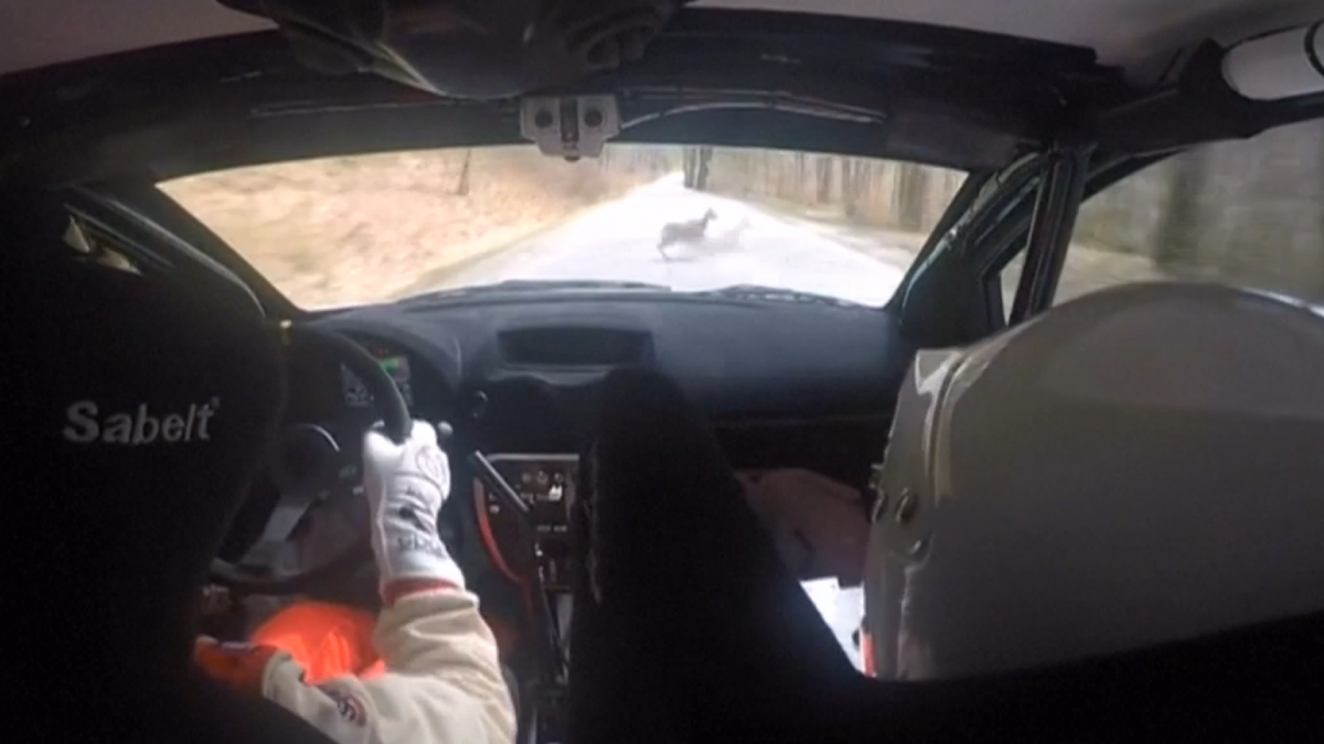 Watch Polish rally car driver narrowly avoid crash with wild animal at ...