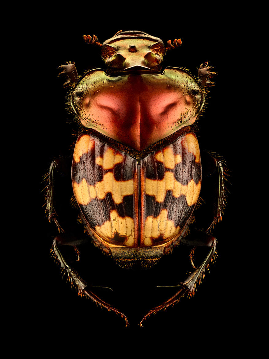 Microsculpture: Incredibly detailed macro insect photographs reveal ...