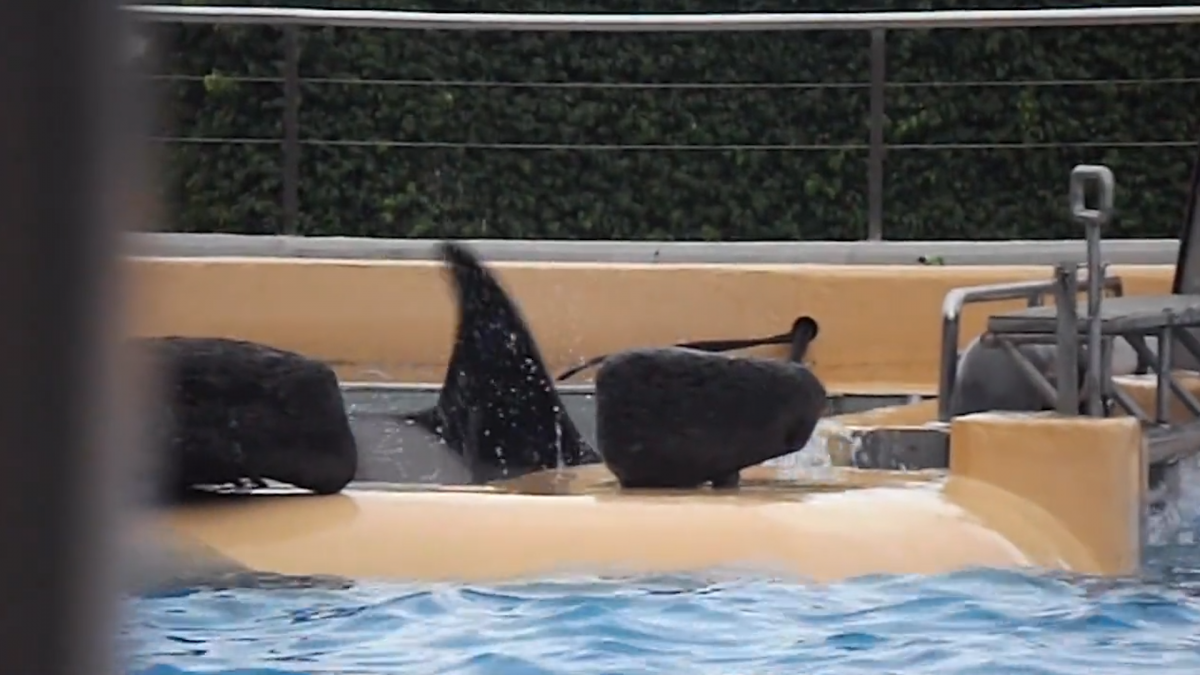 Footage reveals 'distressed' orca owned by Seaworld at Spanish resort ...