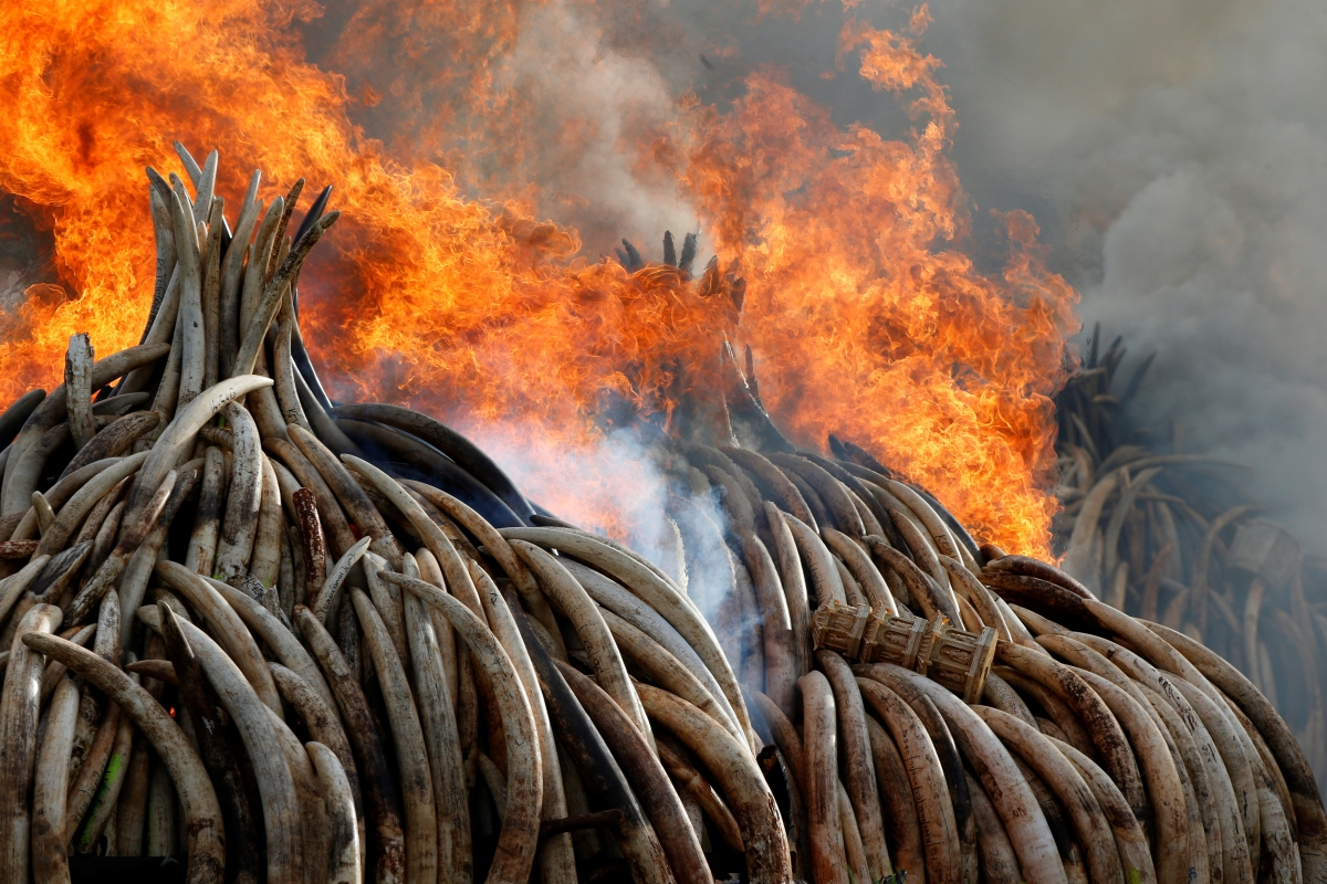 World's largest ivory bonfire ignited by Kenya Wildlife Service at anti ...