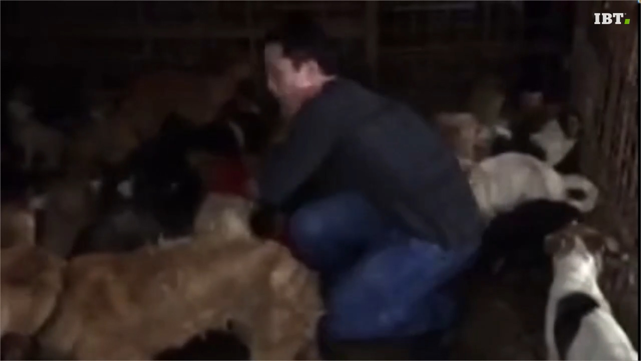 Yulin dog meat festival: Activists rescue 1,000 dogs from China ...
