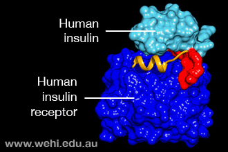 Diabetes: Snail venom could be harnessed to develop 'ultra-fast-acting ...