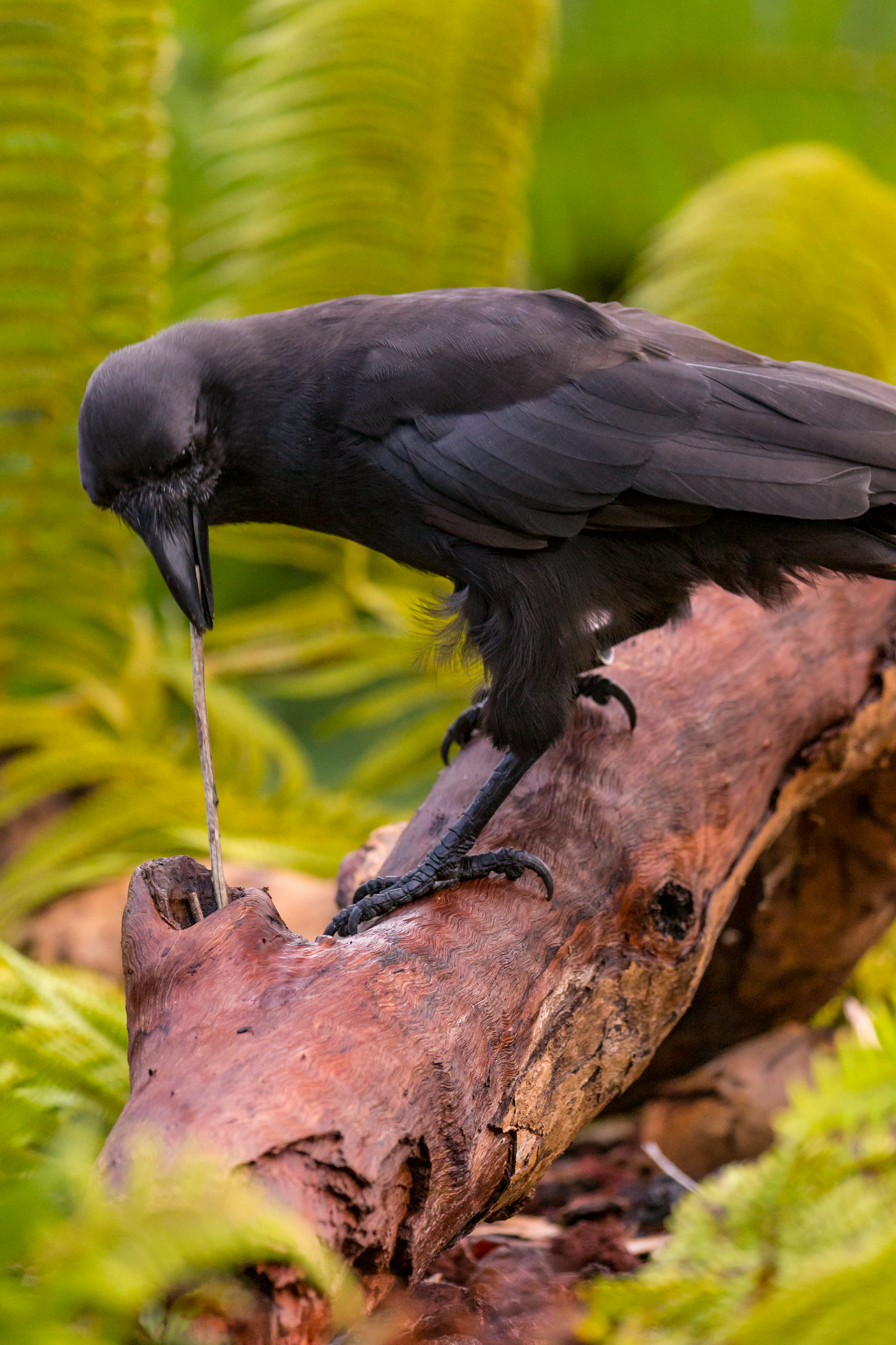 Smart Hawaiian crow shows 'remarkable' ability to use tools to look for ...