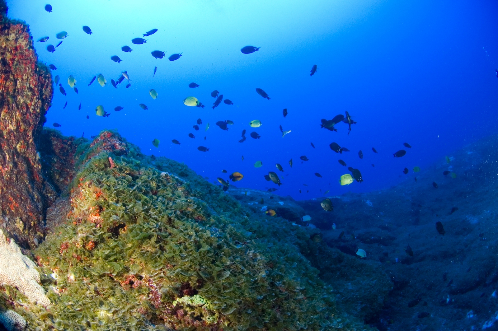Deep coral reefs near Hawaiian islands harbour unique fishes and microalgae