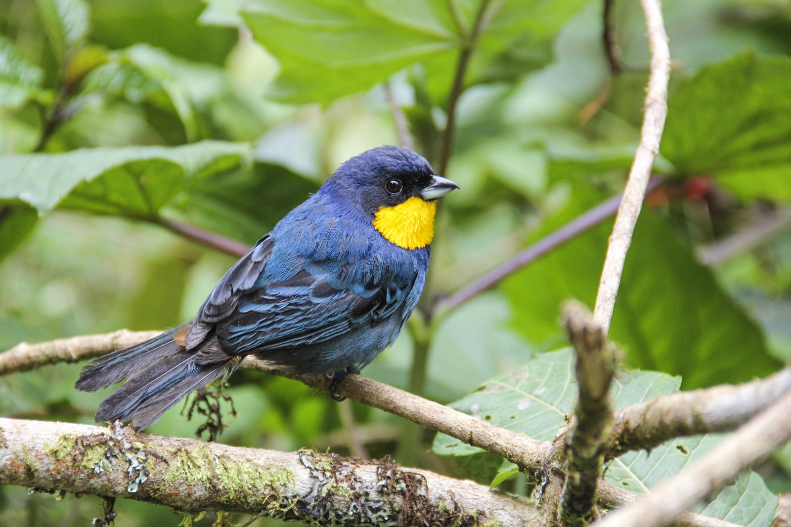 Endangered species: Birds at risk of extinction due to deforestation threat