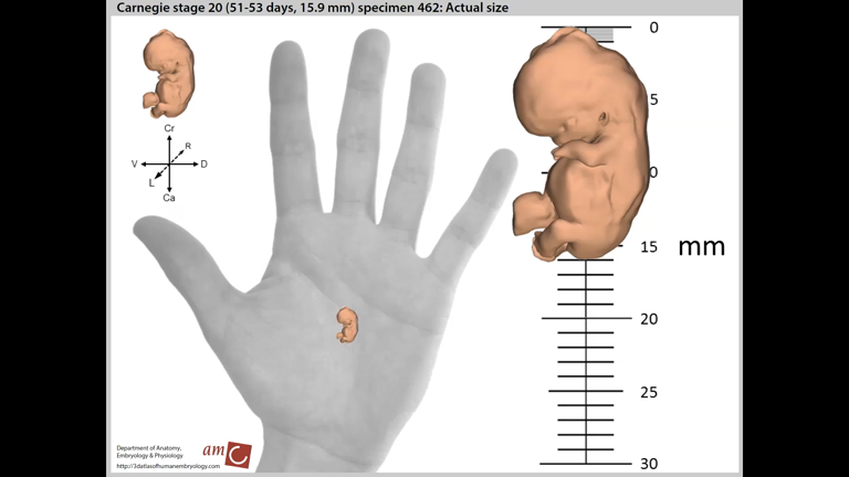 Embryo development: Interactive 3-D Atlas shows how embryos develop in ...