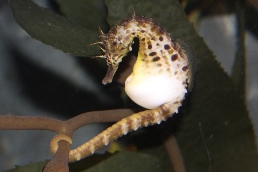 Why do male seahorses get pregnant and have babies?