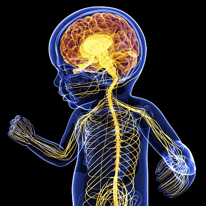 How do babies see the world? Scientists reveal infant cortex