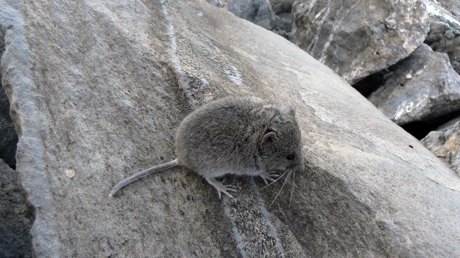Evolution: Snow voles shrink due to early winters in Switzerland