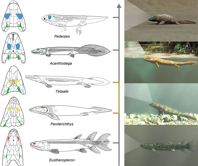 Evolution of advanced vision, not limbs, drove ancient fish from water ...