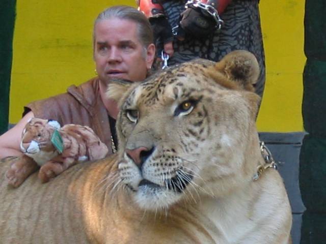 Ligers, tigons and liligers: All you need to know about big cat hybrids ...