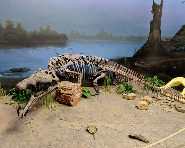 Stubby-nosed fossil discovered to be oldest crocodilian-like phytosaur