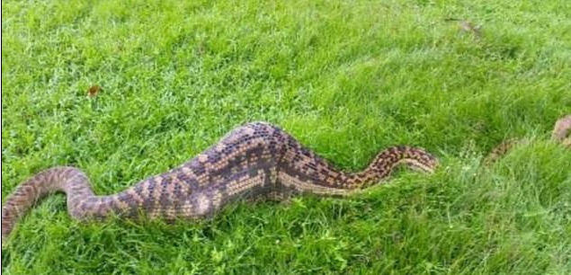 Whopping 40 kilo snake found in Australian suburb was mistaken for a ...