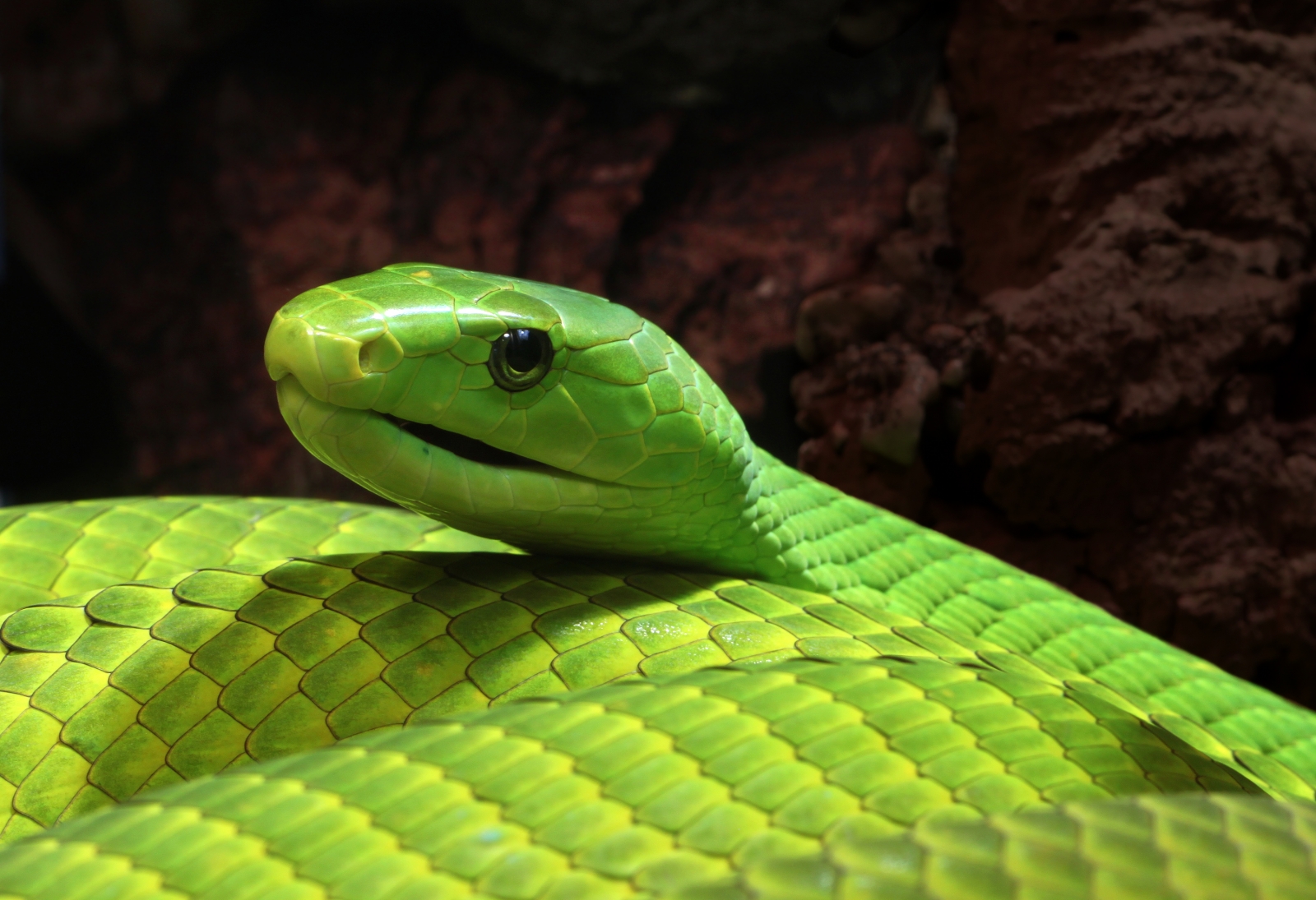 Extract From Deadly Green Mamba Venom Offers Hope For Incurable Genetic Extract From Deadly Green Mamba Venom Offers Hope For Incurable Genetic