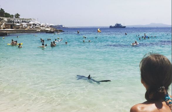 Shark euthanised after swimming along shoreline in Majorca | IBTimes UK