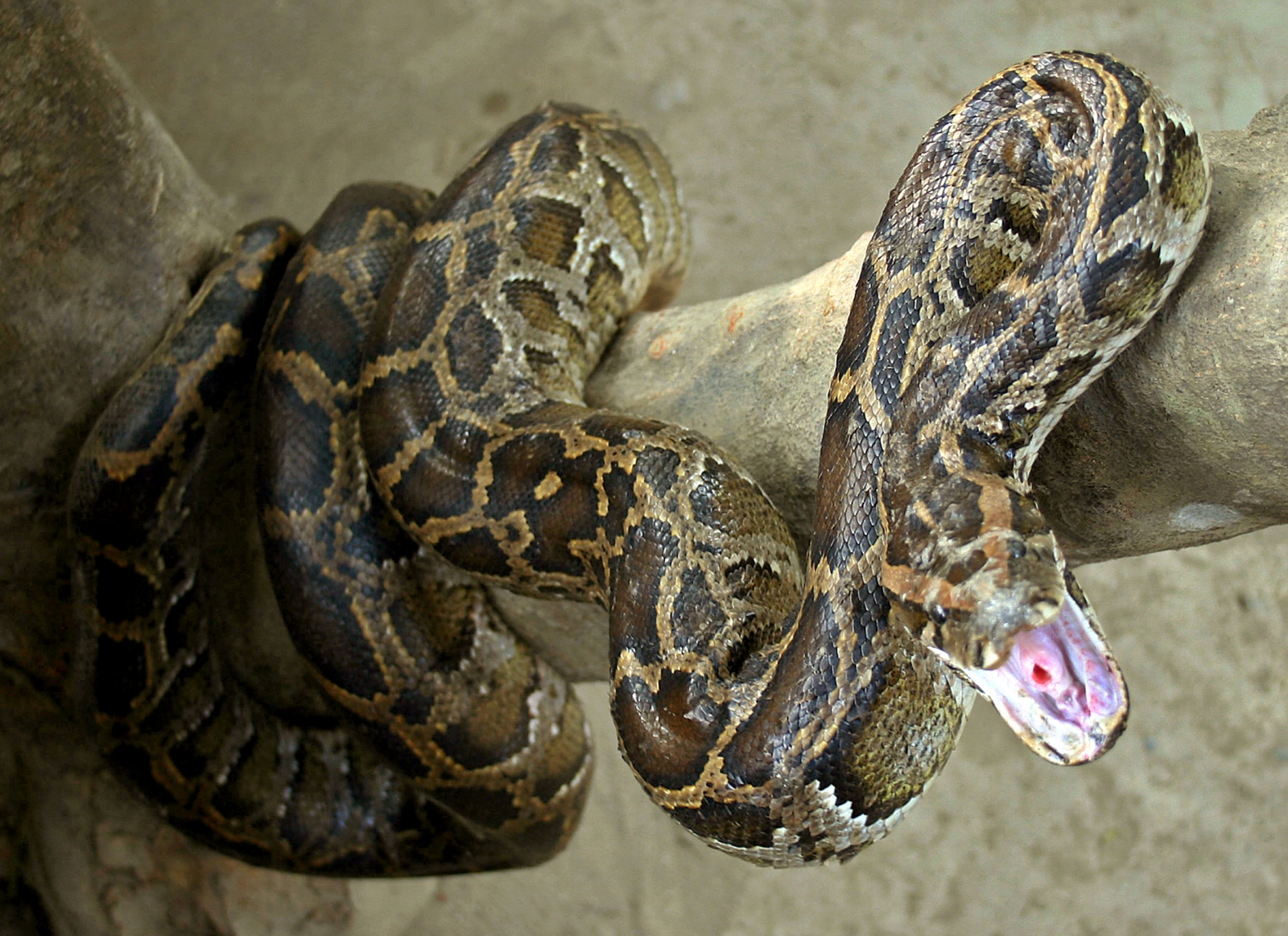 Eight-foot python found in Indian Air Force plane's undercarriage
