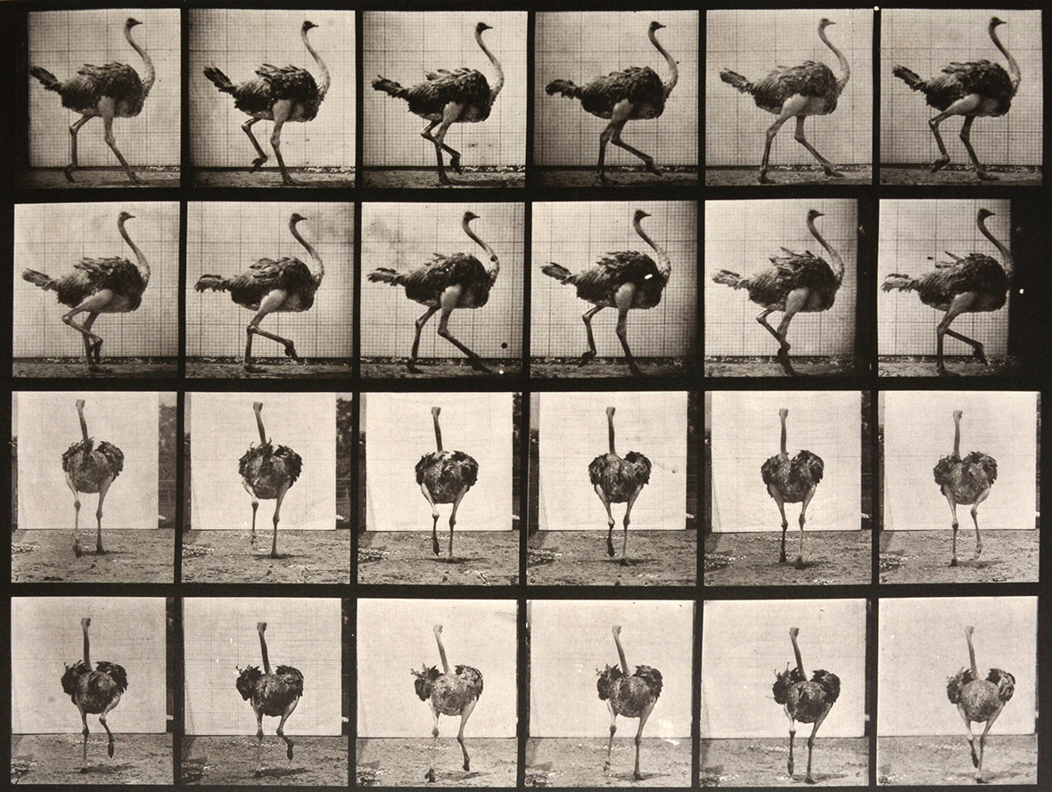 Eadweard Muybridge: Fascinating photos taken in 1887 show animals and ...