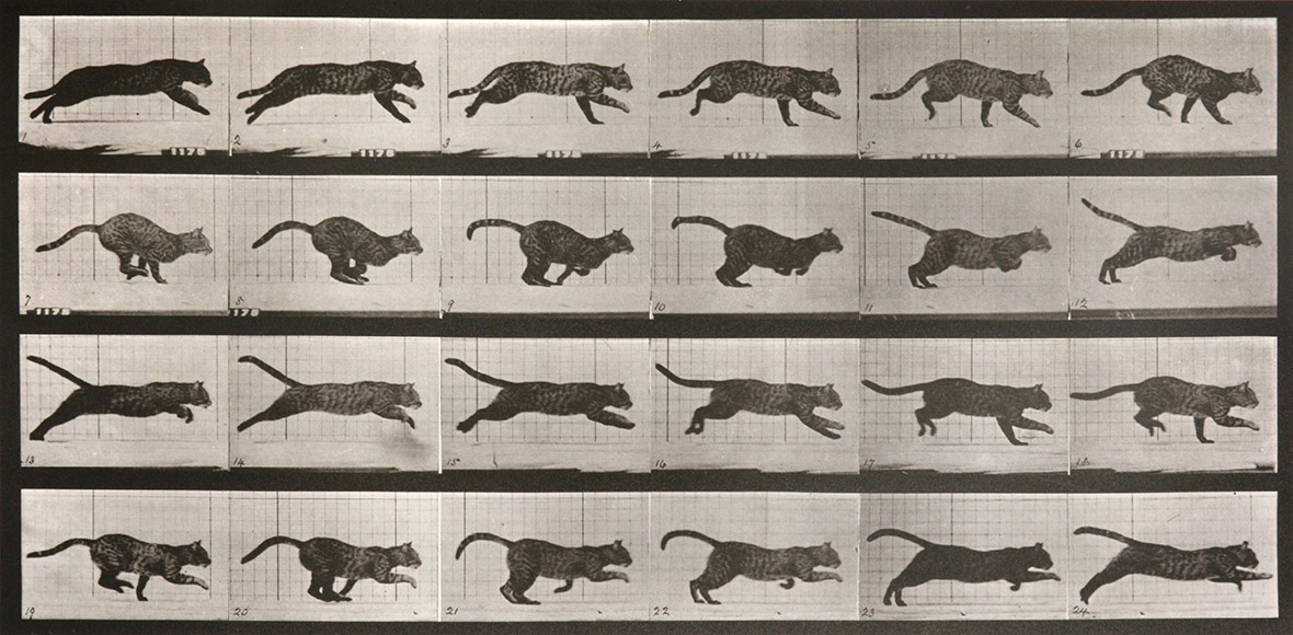 Eadweard Muybridge: Fascinating photos taken in 1887 show animals and ...