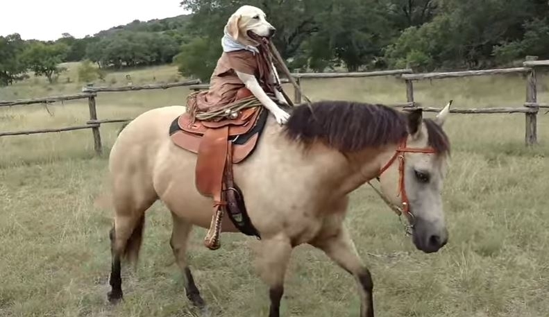 Stop what you're doing, there's a video of a dog riding a horse like a ...