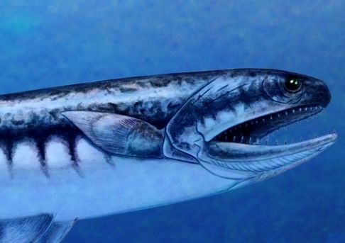 Triassic 'jaws' fish became the ocean's top predator after biggest ever ...