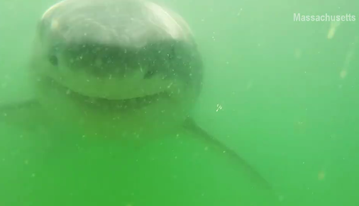 Awesome footage shows great white shark trying to bite an underwater ...