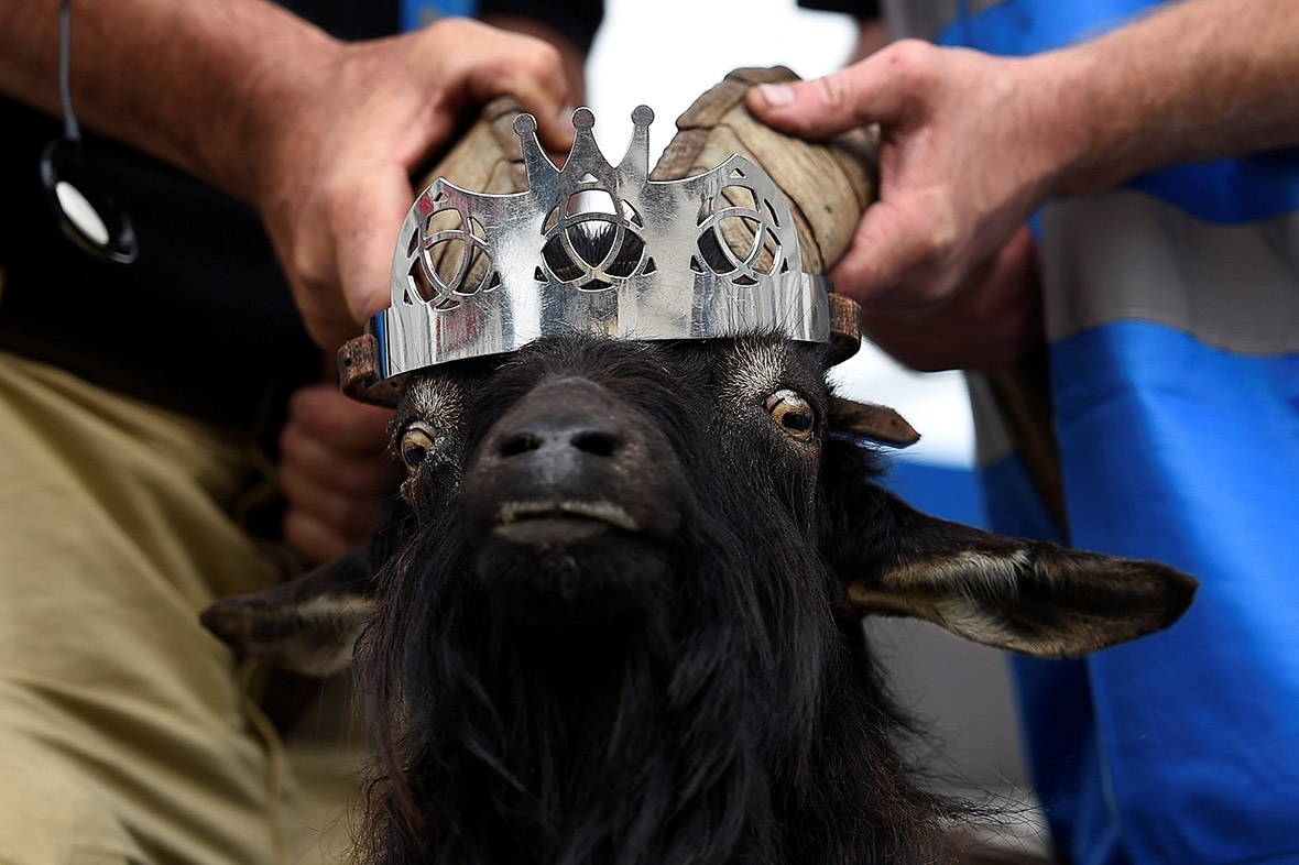 Puck Fair in pictures: Wild goat is crowned king in Ireland