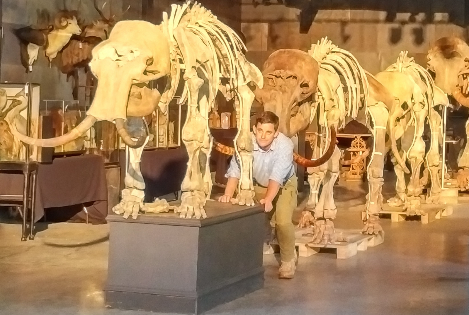 Woolly mammoth 'family' of four found in Siberia goes on auction in ...