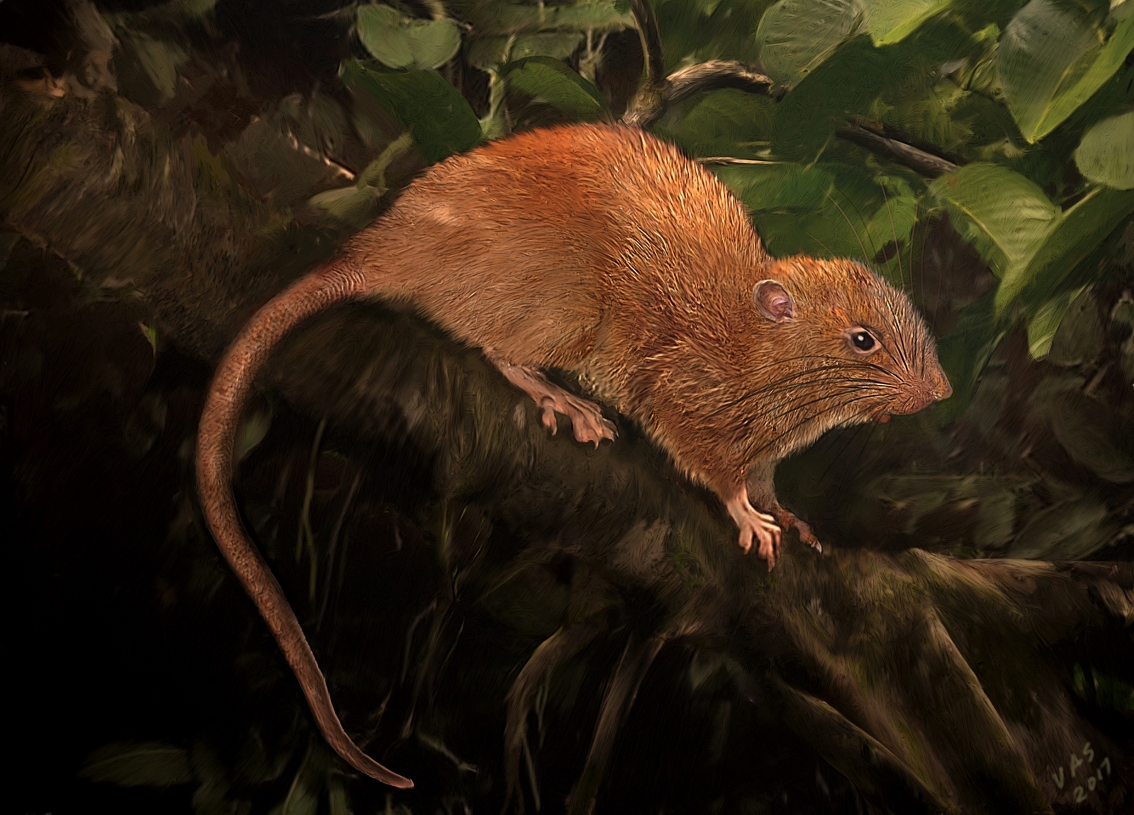 Giant Rat That Can Break Coconuts With Its Teeth Discovered In The