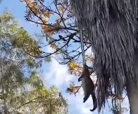 Footage shows unlucky possum being devoured by large tree-hanging snake ...