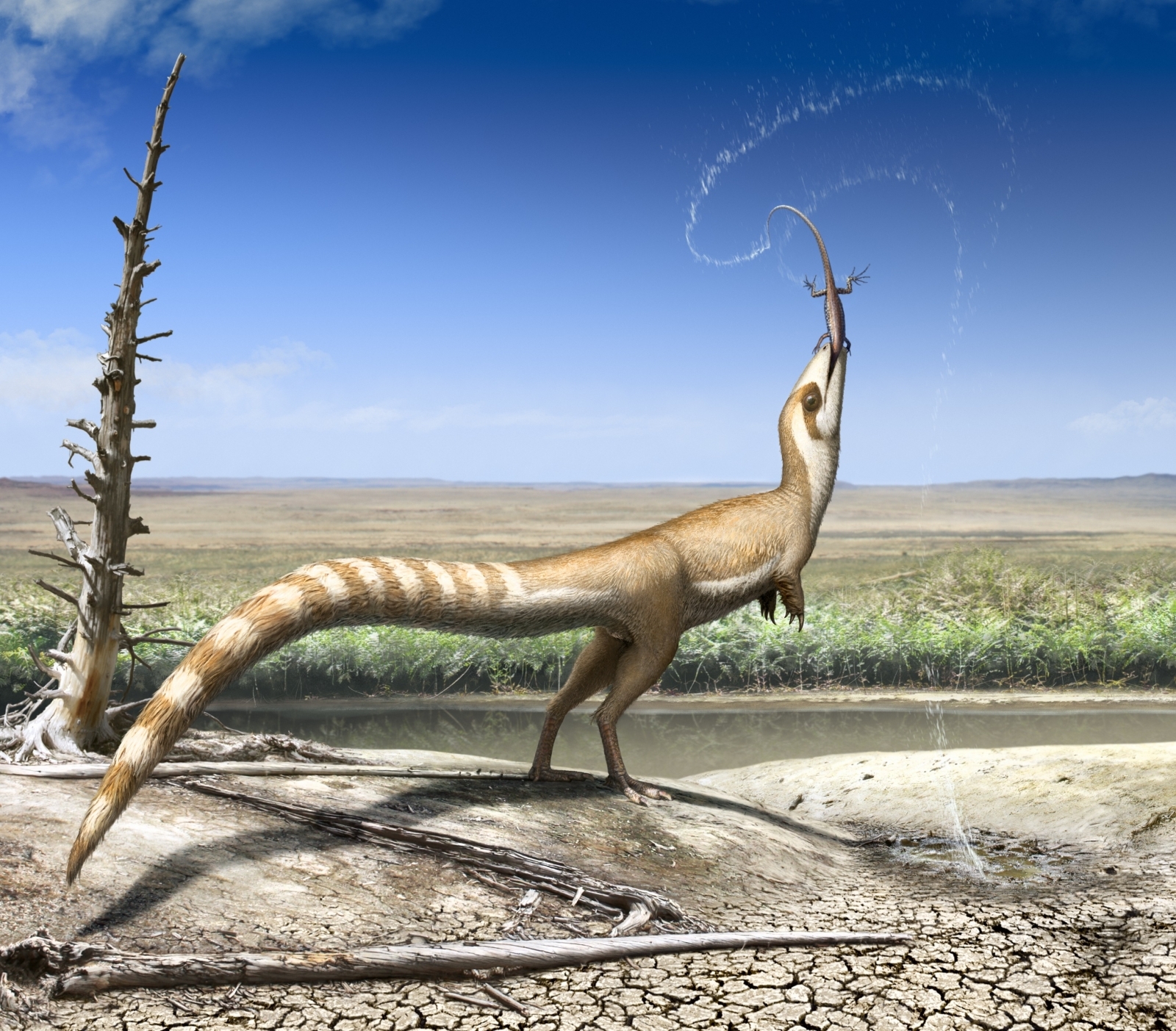 Sinosauropteryx: Feathered dinosaur hid from predators using 'bandit ...