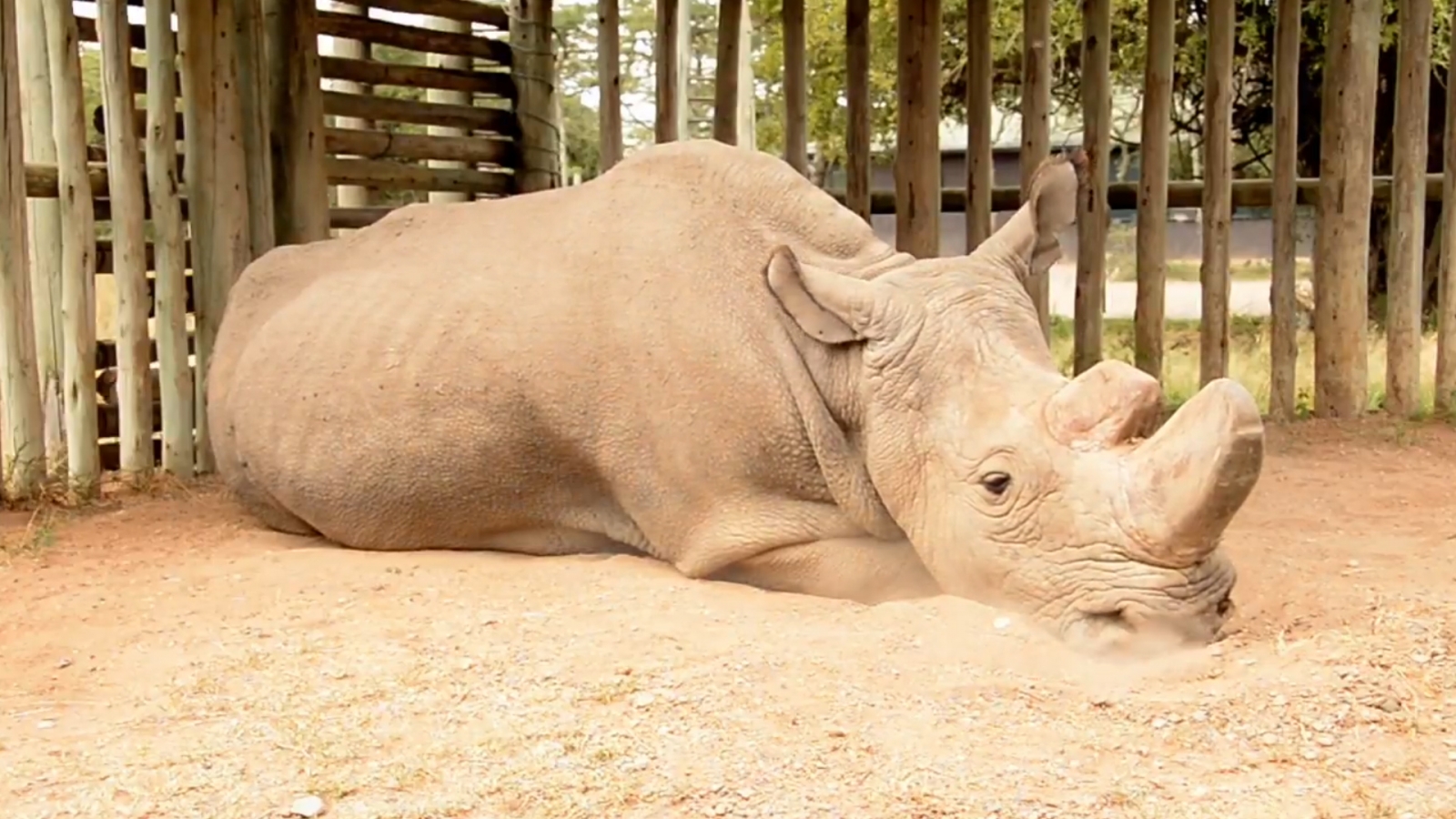 Heartbreaking video shows last male northern white rhino: 'This is what ...