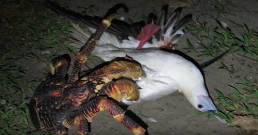 Video of giant coconut crab hunting and killing seabird goes viral