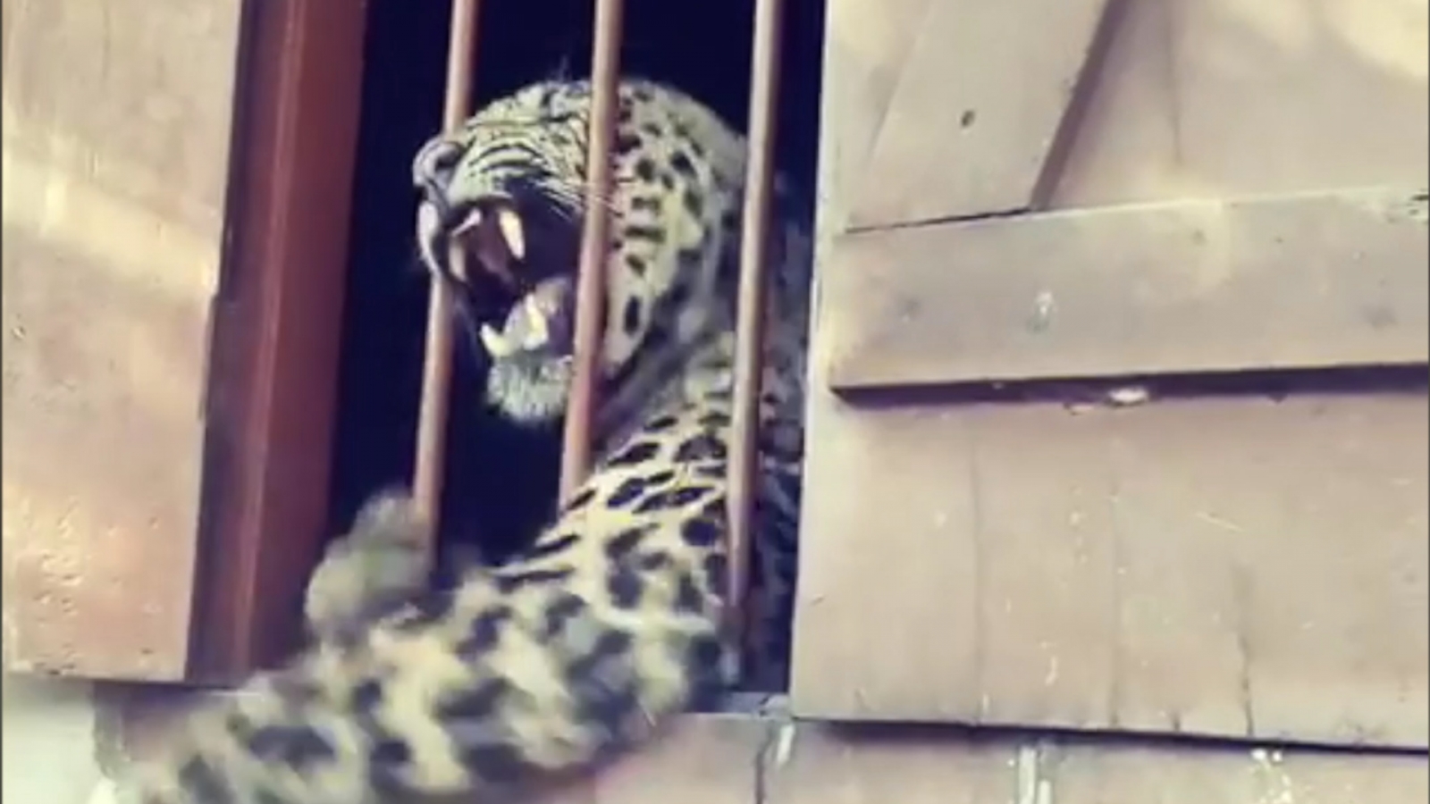 Watch ferocious leopard cause panic at school in India, mauls four ...