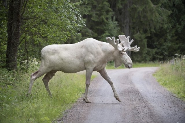 Public campaign saves the life of Sweden's rare albino elk | IBTimes UK