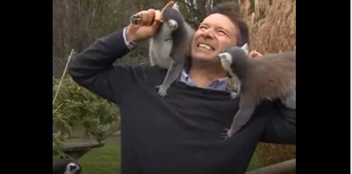 Watch a fierce gang of lemurs mob BBC reporter in hilarious viral video ...