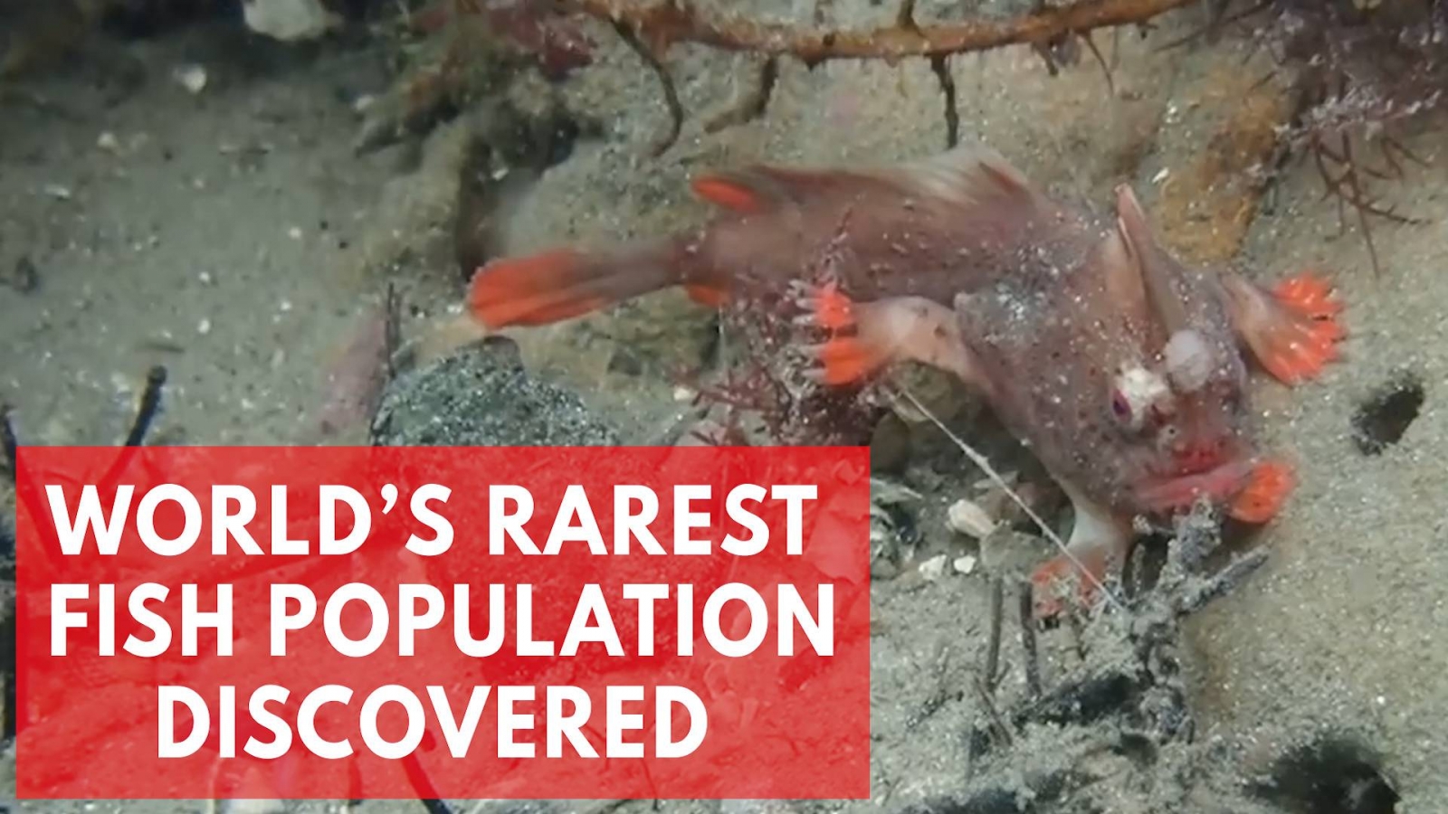 Rarest Fish In The World Very Rare Fish With Face Poking Out Of Sand