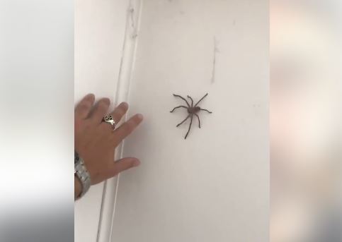Spider man: Watch this encounter with Huntsman spider that got out of ...
