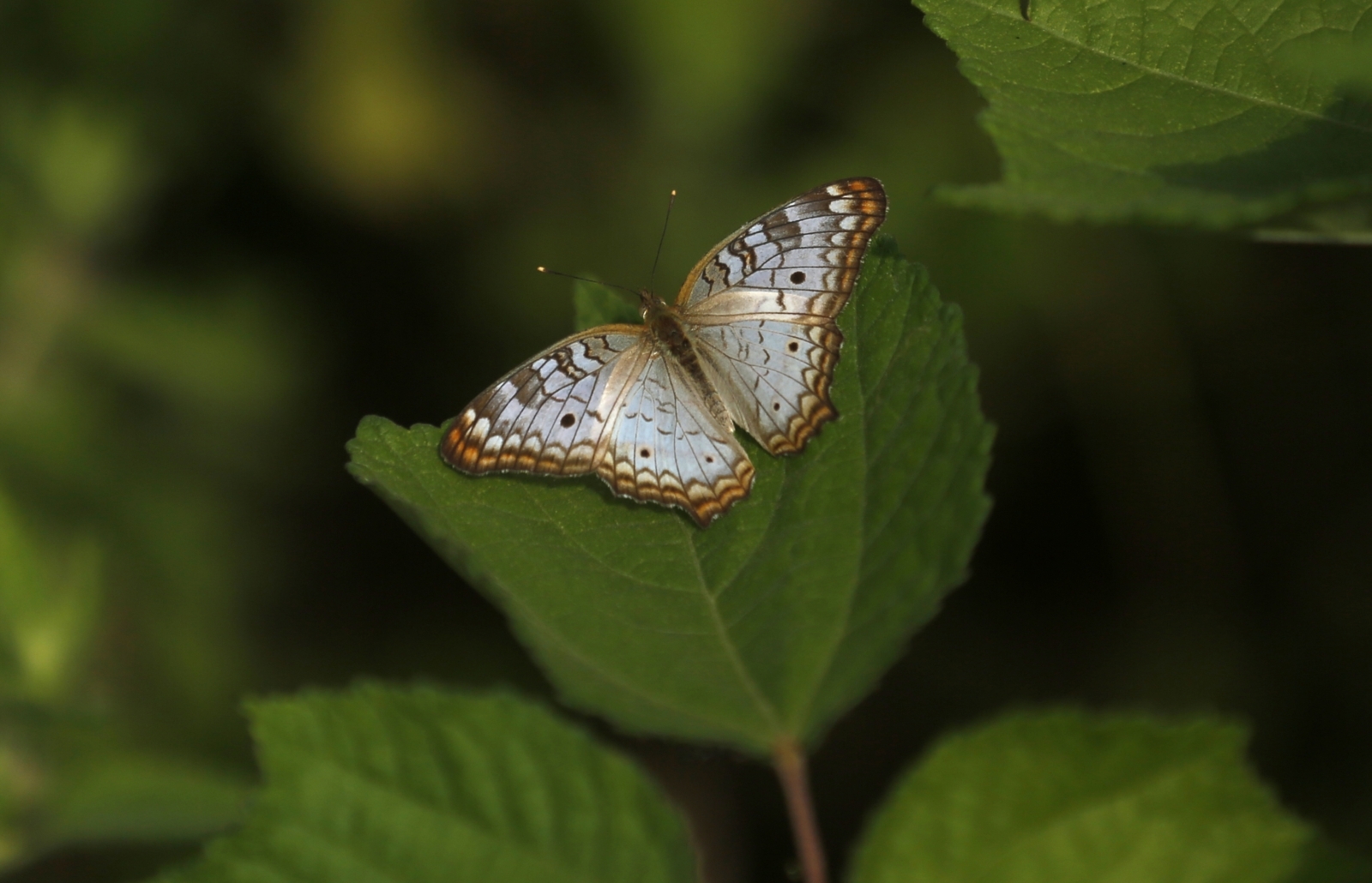Plants covered the Earth 100 million years earlier than previously ...