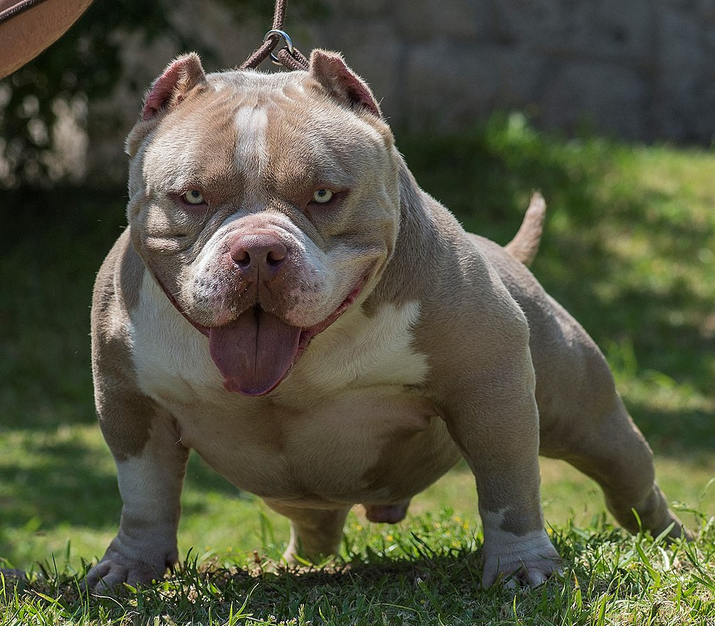 Suella Braverman Pushing For A Ban On American XL Bully Dogs IBTimes UK Suella Braverman Pushing For A Ban On American XL Bully Dogs IBTimes UK