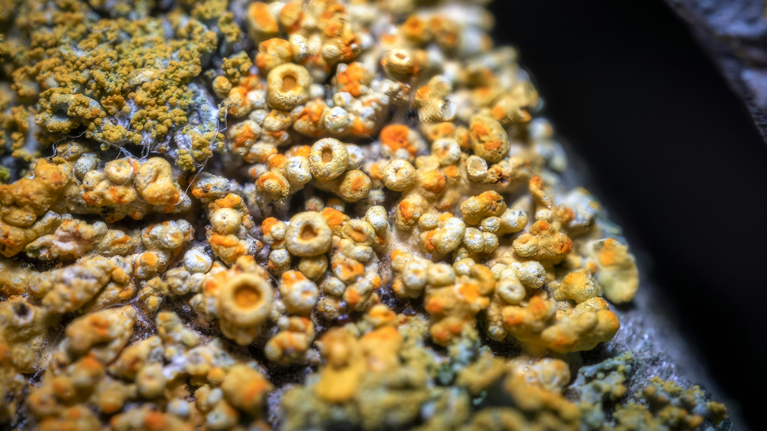 Fungus Attacks Toxic Algae in Major Marine Discovery — Could Help ...