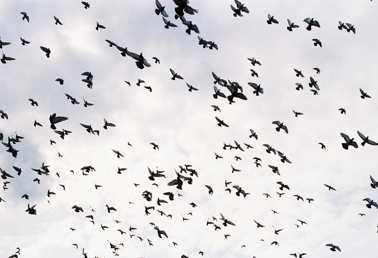 Rapture 2025 Did Not Happen But Video Of 'Millions' Of Birds Swarming ...